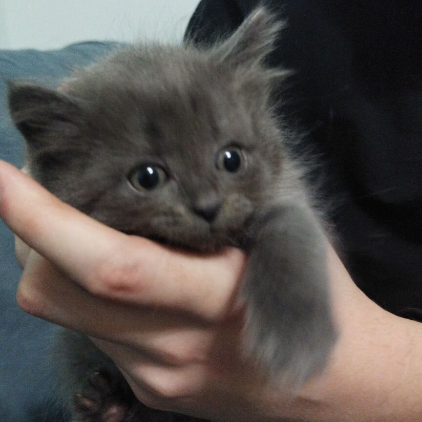 Котёнок в добрые руки