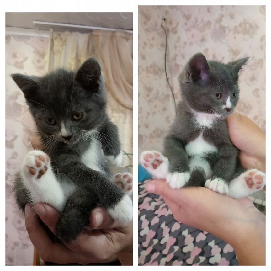 Котенок лапочка в добрые руки