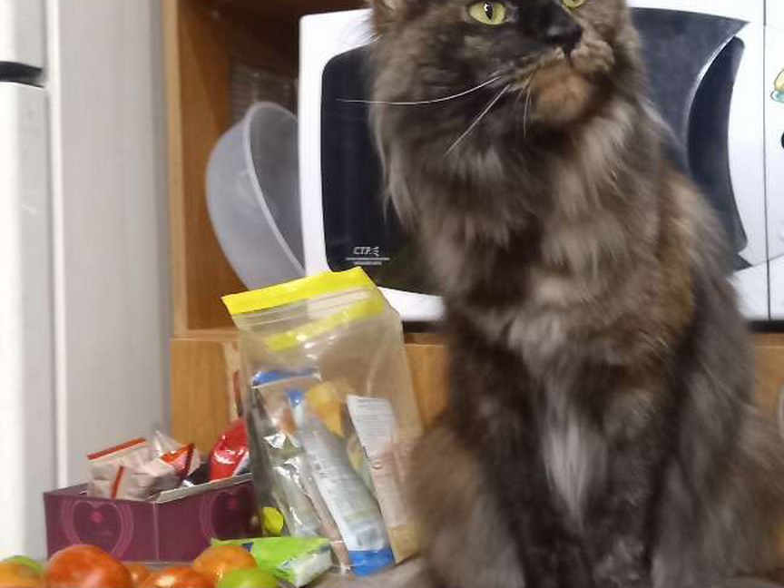 Мейн-кун вязка. Ищем мальчика