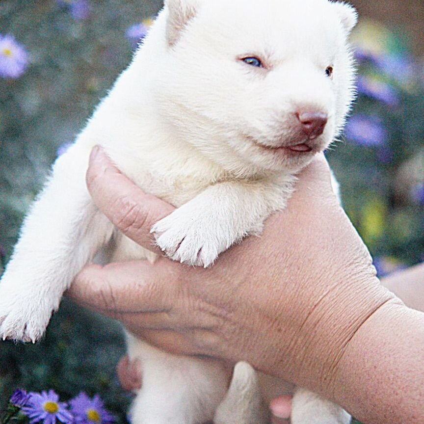 Белоснежка хаски