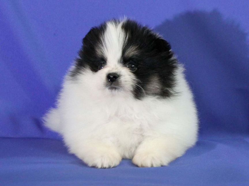 Щенок шпица, мальчишка, триколор