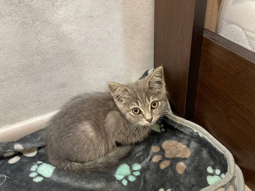 Котик в добрые руки