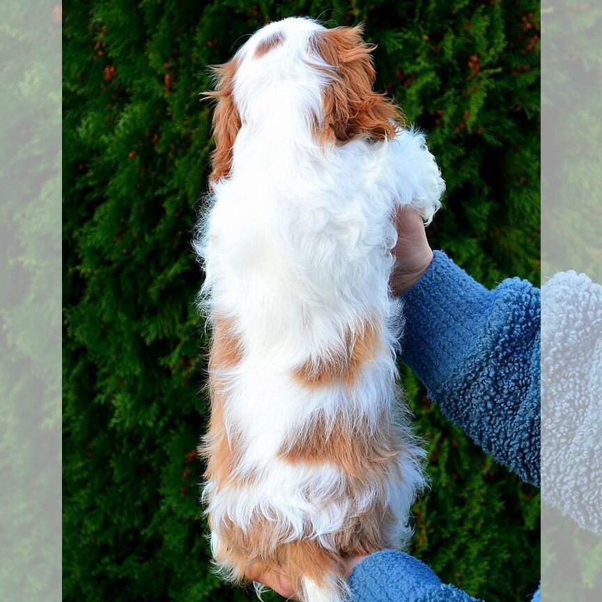 Кавалер кинг-чарльз-спаниель, щенок