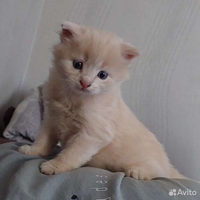 Персиковая пушистая малышка в дар