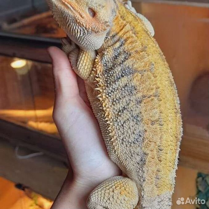 Бородатые агамы самка и самец