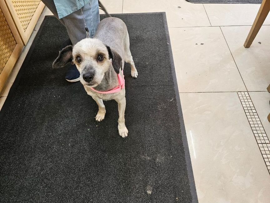 Маленькая собака в добрые руки