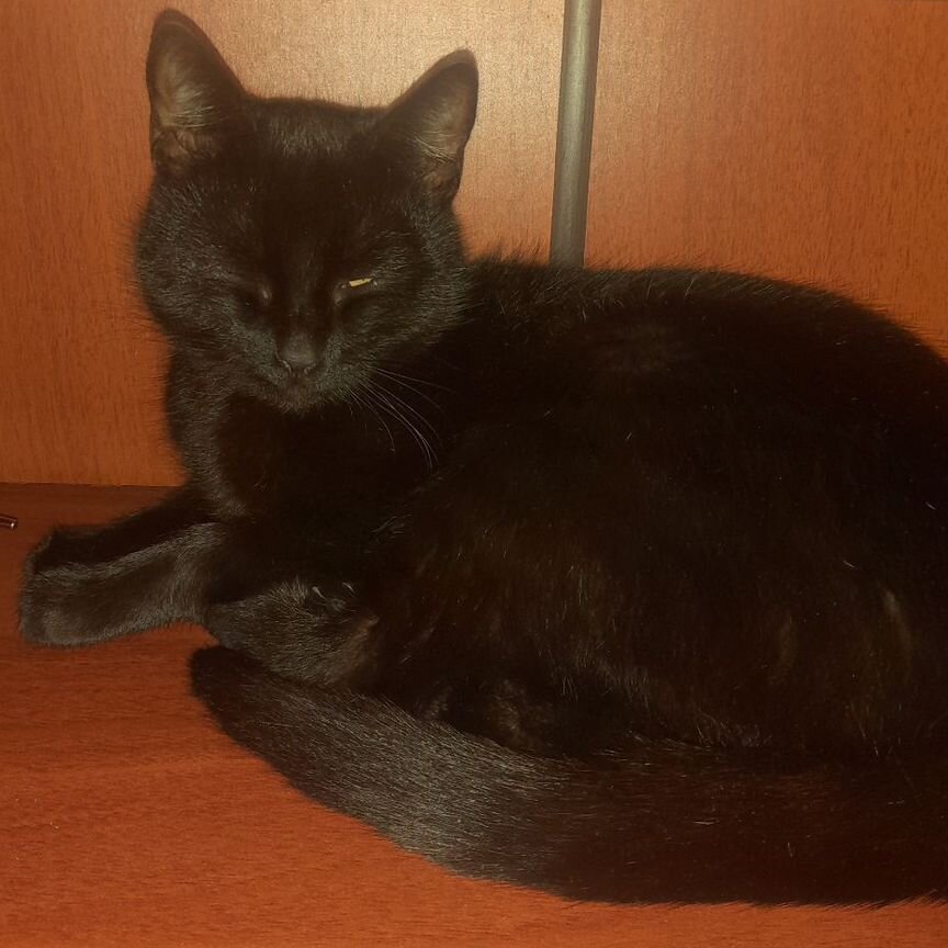 Взрослая кошка в добрые руки