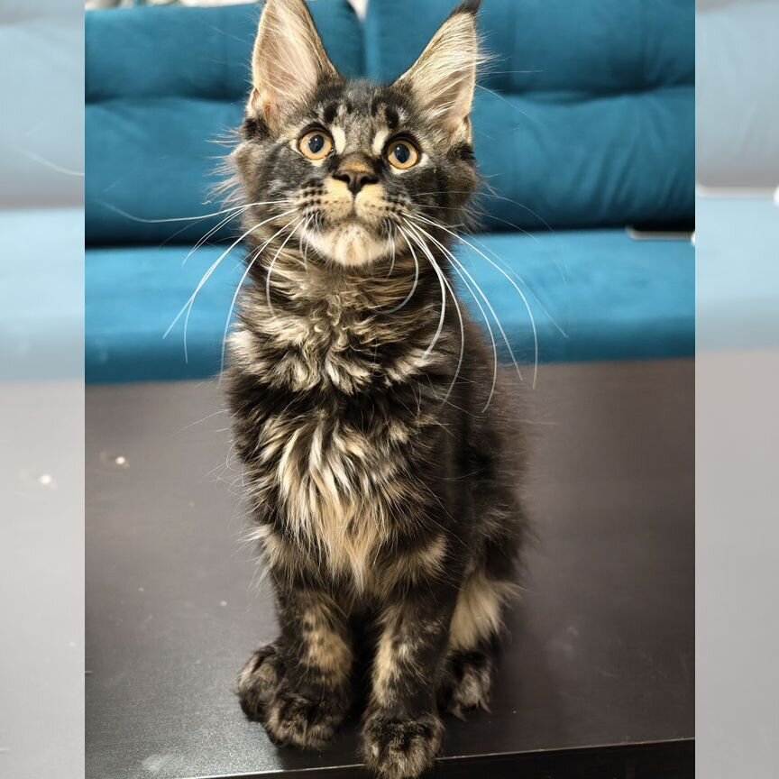 Мейн-кун котёнок