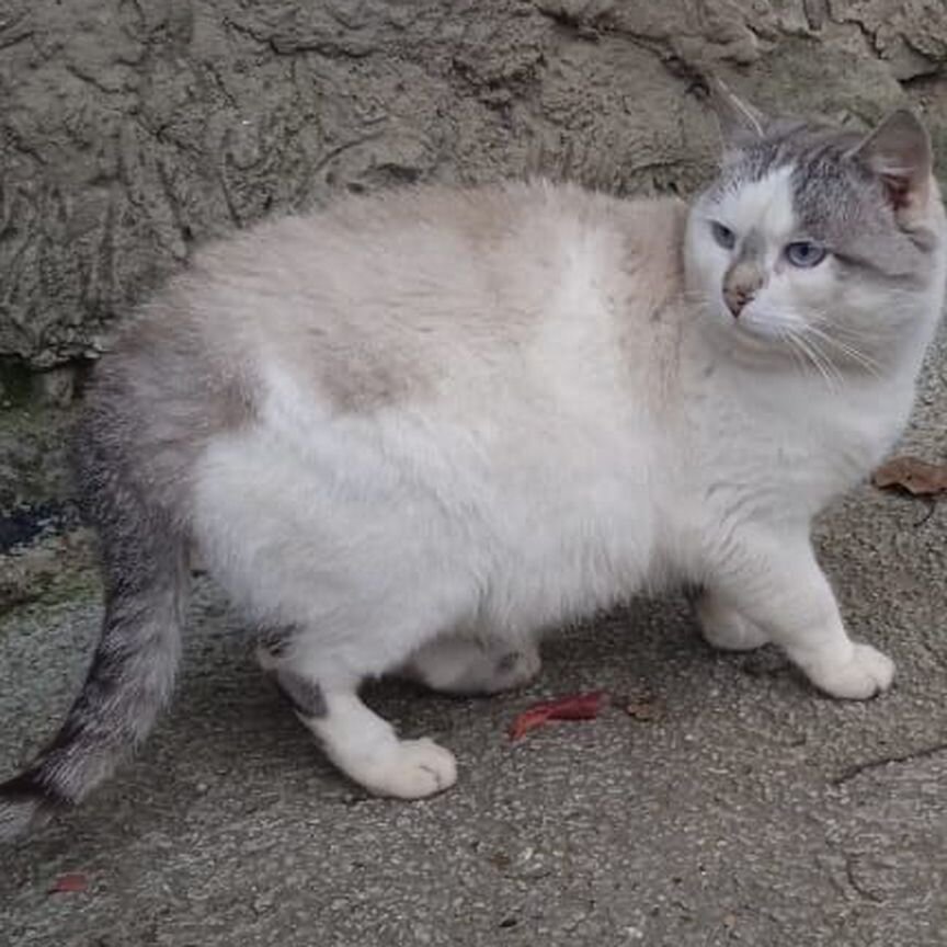 Взрослый кот в добрые руки