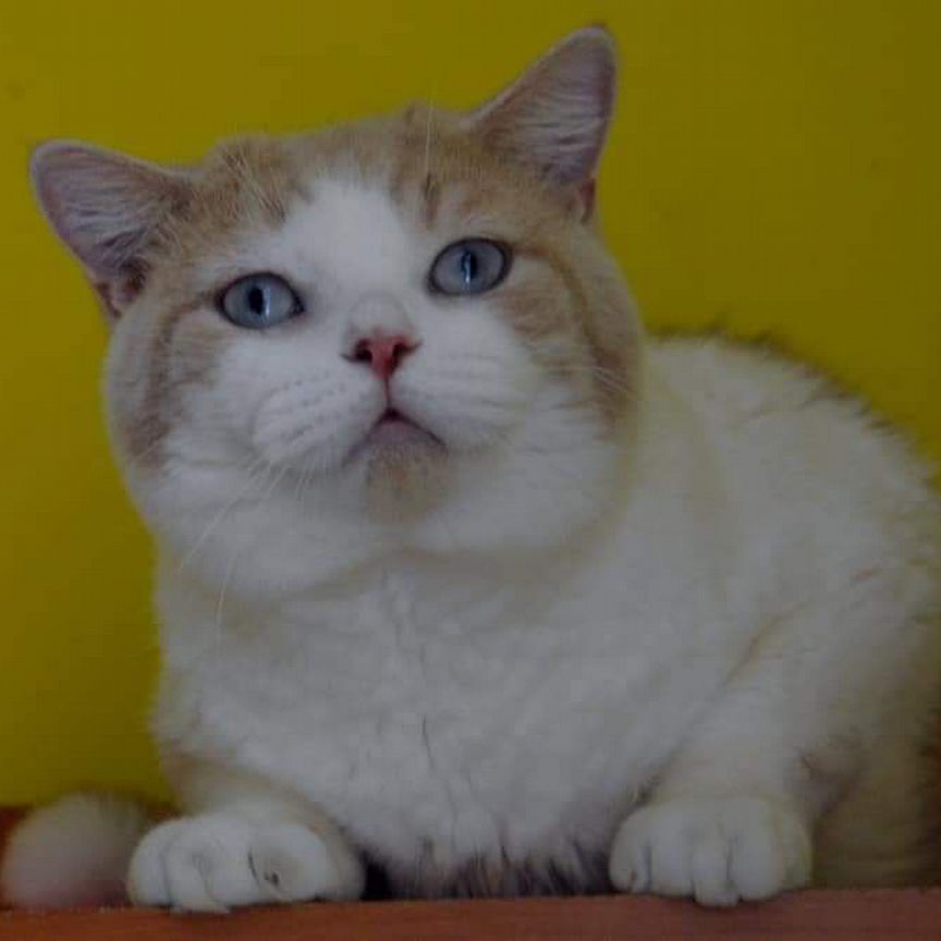 Кремовый биколор с голубыми глазами