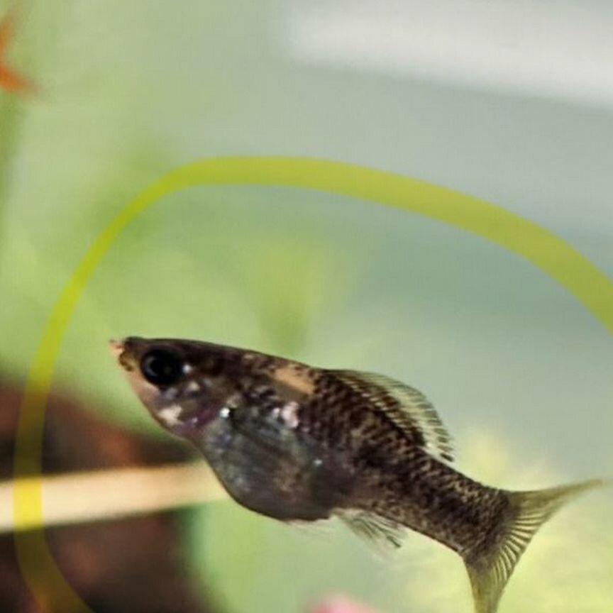 Моллинезия