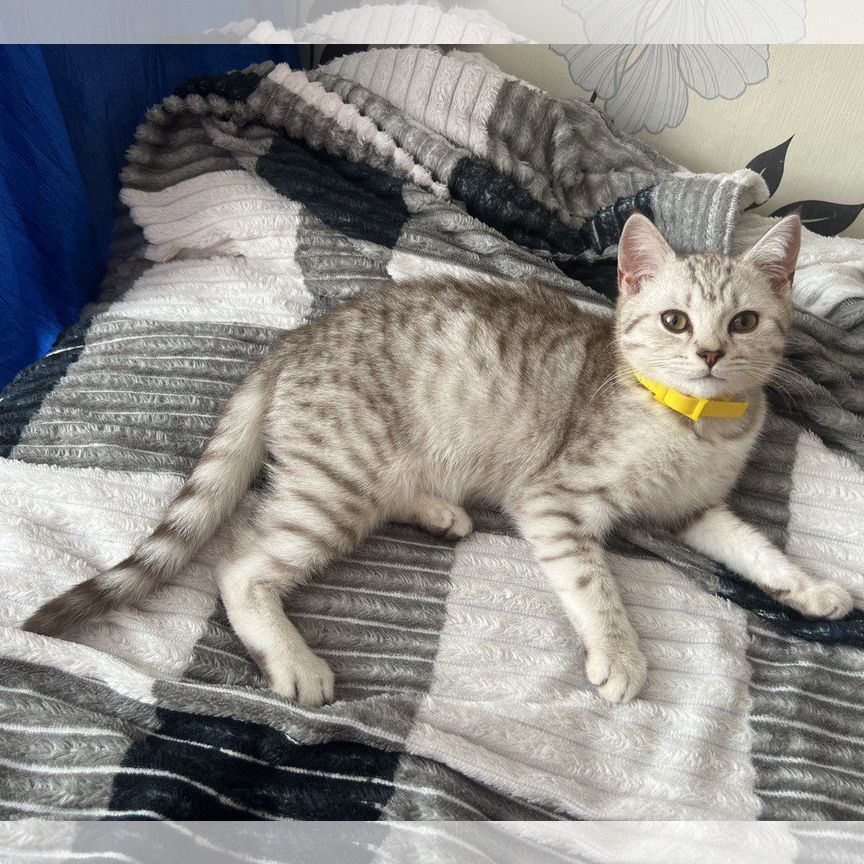 Британский котёнок