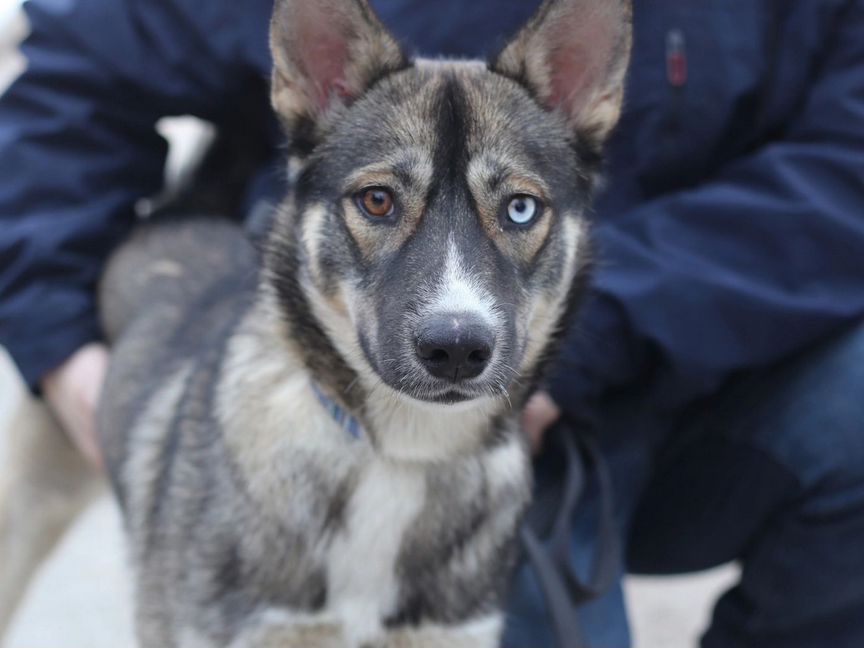 Найдена собака ищем прежних или новых хозяев