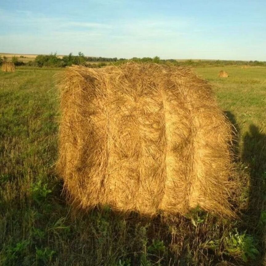 Сено в рулоне