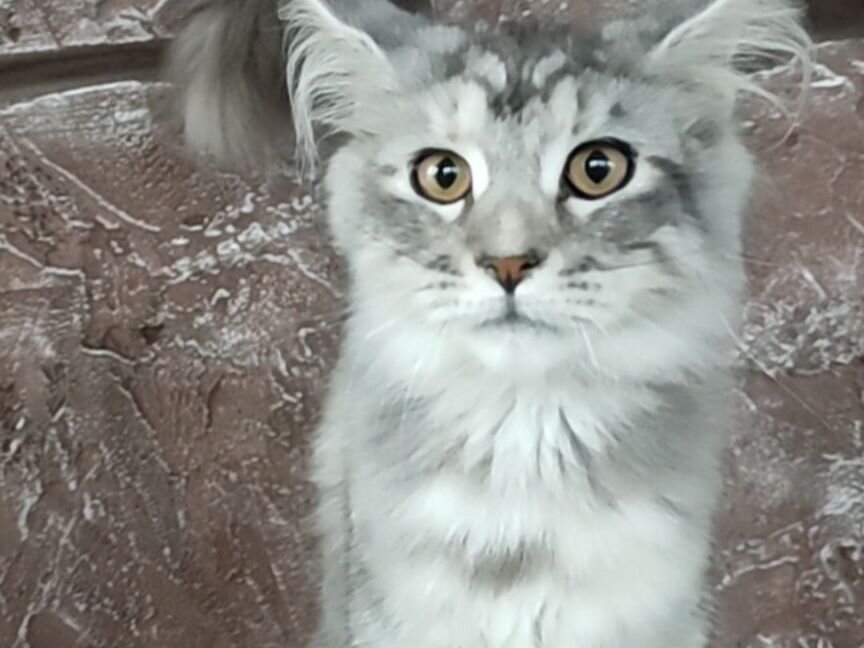 Котята майкун