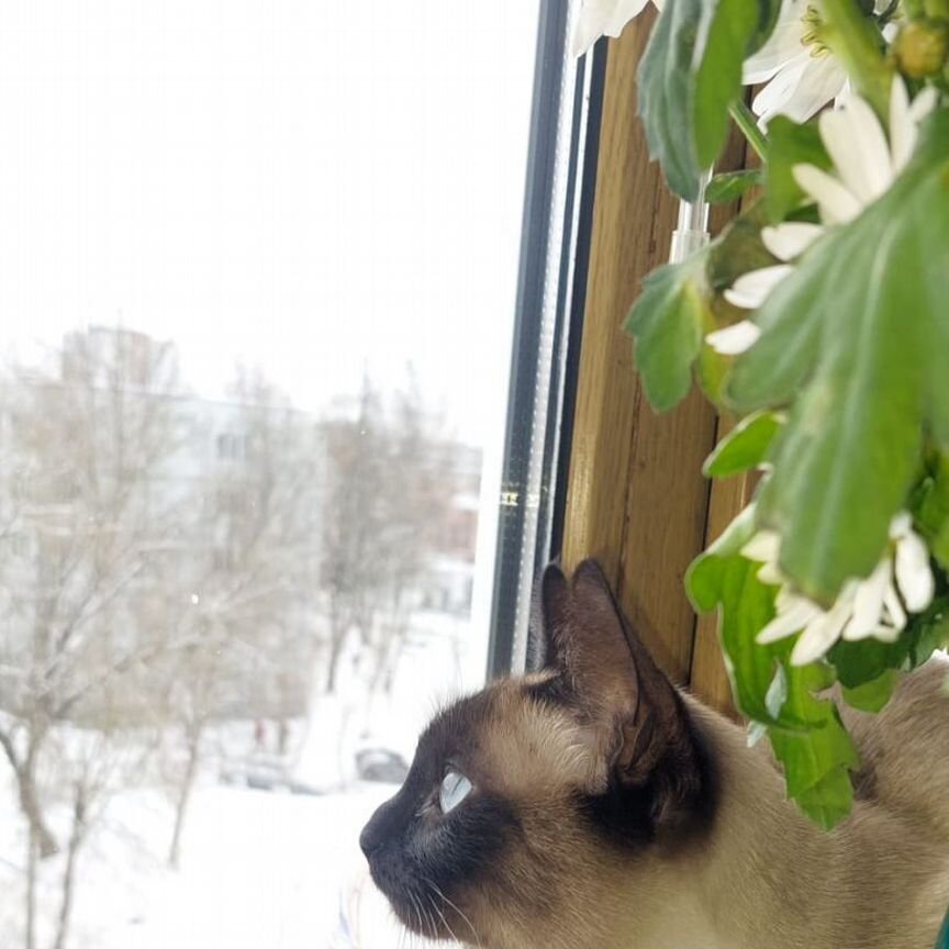 Ищем кота для вязки