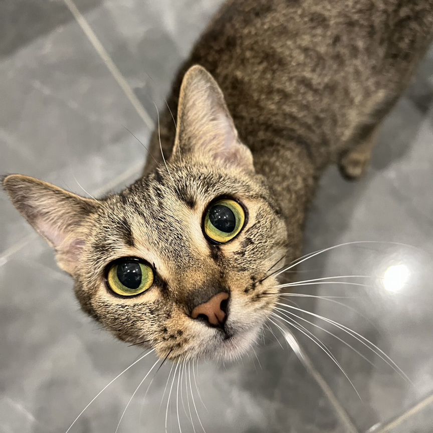 Кошка красавица в добрые руки