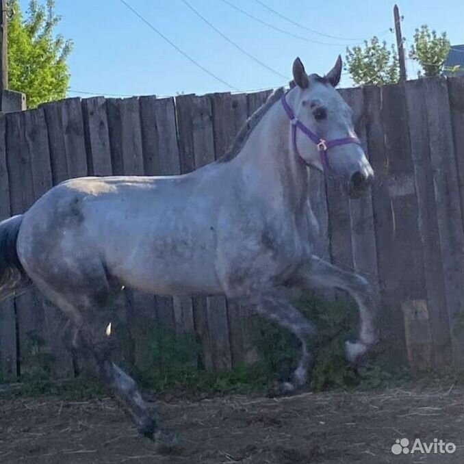 Жеребец на случку