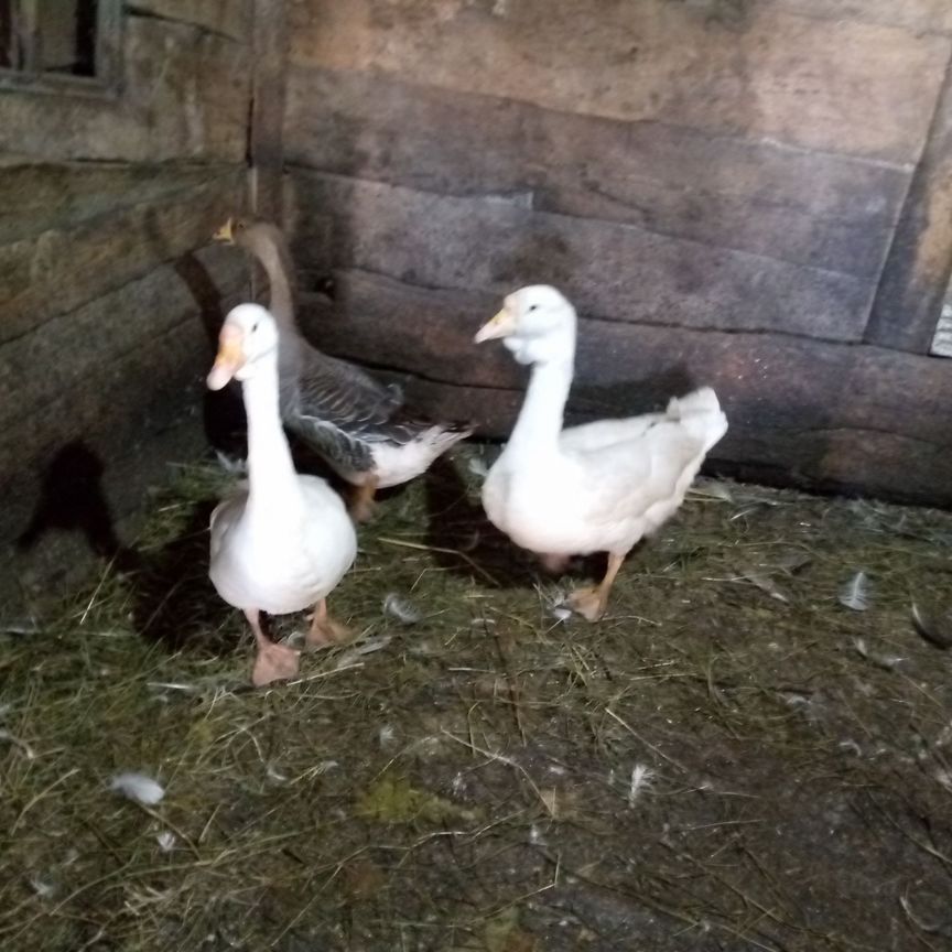 Продам двух гусынь породы линда