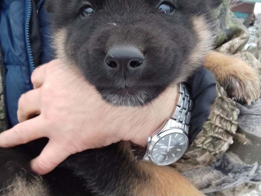 Немецкая овчарка