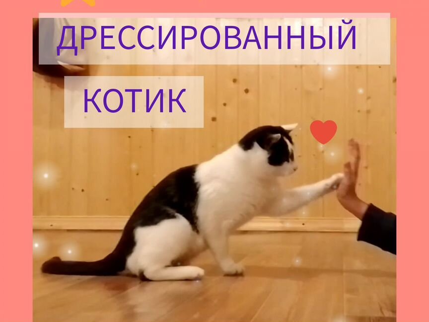 Дрессированный котик. Котенок Кошка кошечка