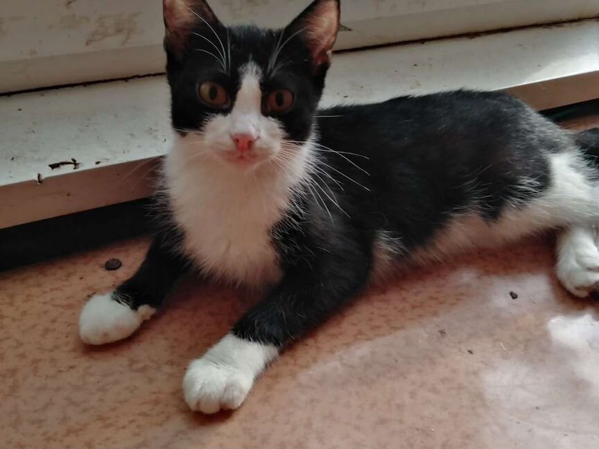 Кошка