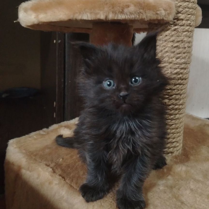 Мейн-кун котёнок