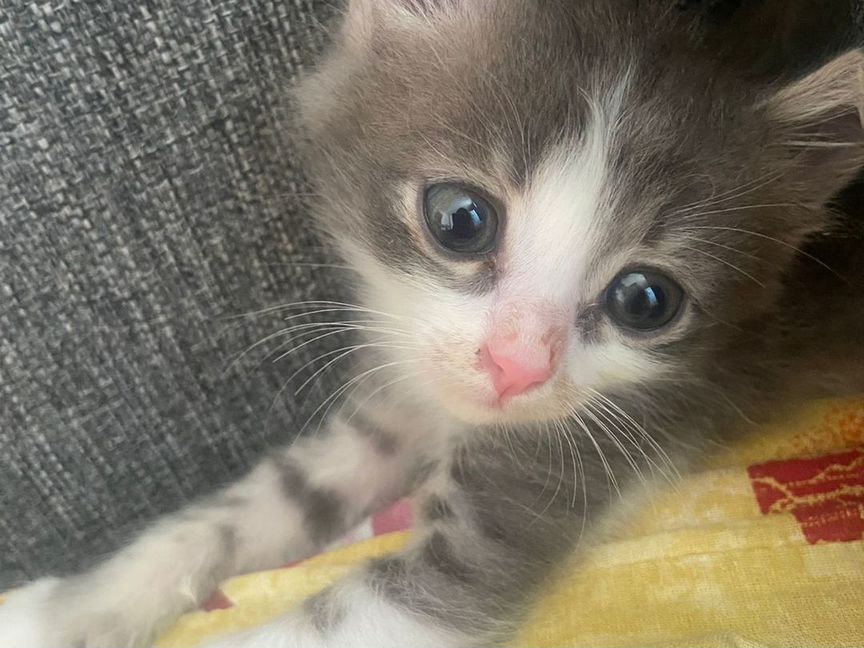 Котëнок мальчик 3 мес