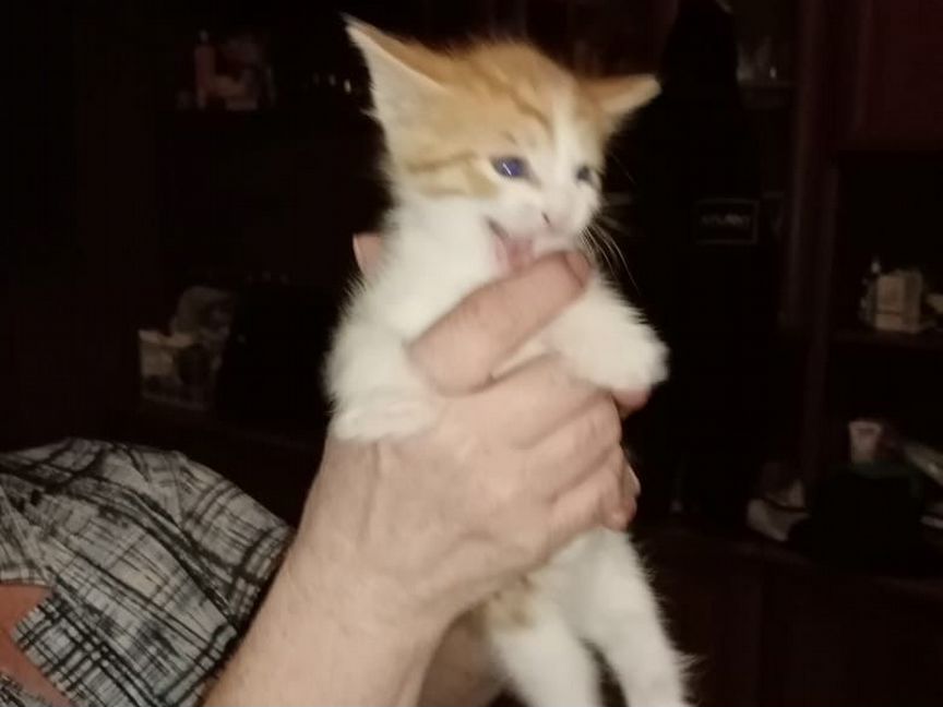 Котята в добрые руки бесплатно