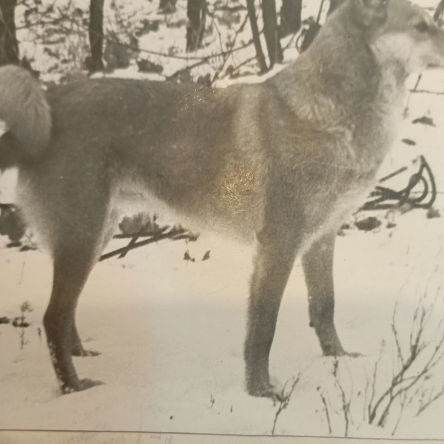 Карело финская лайка СССР