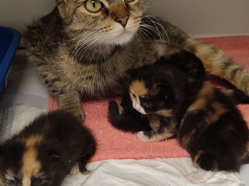 Молодая кошечка с котятами спасена с улицы