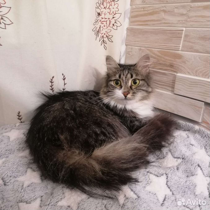 Кот Гном Гномыч
