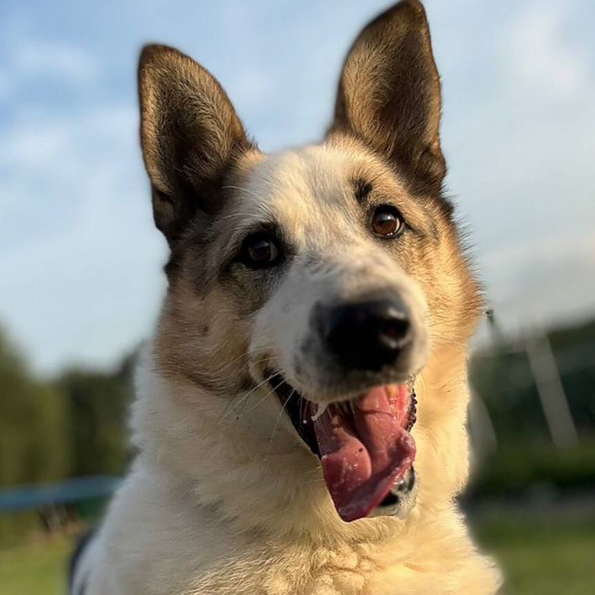 Взрослый пёс в добрые руки