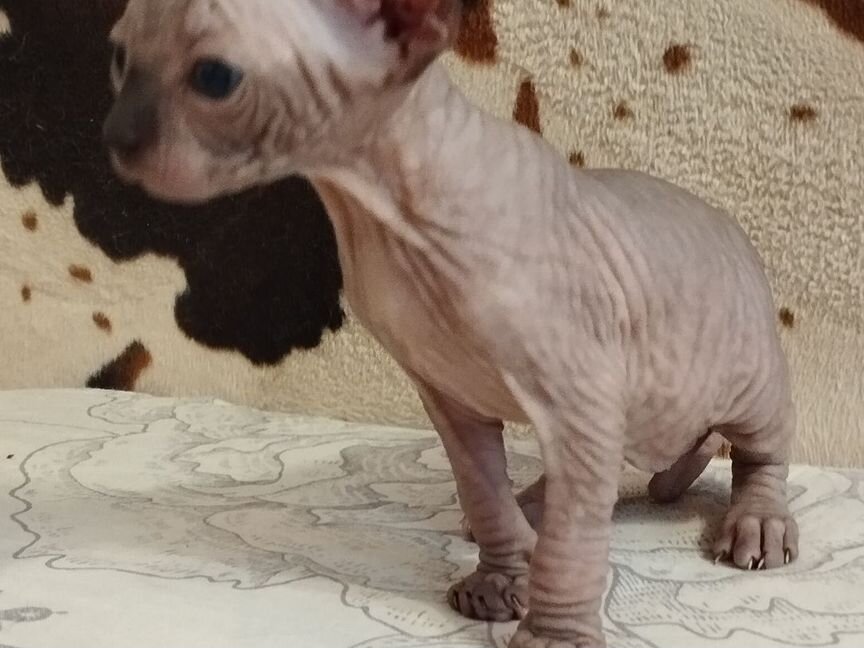 Канадский сфинкс эльф котенок