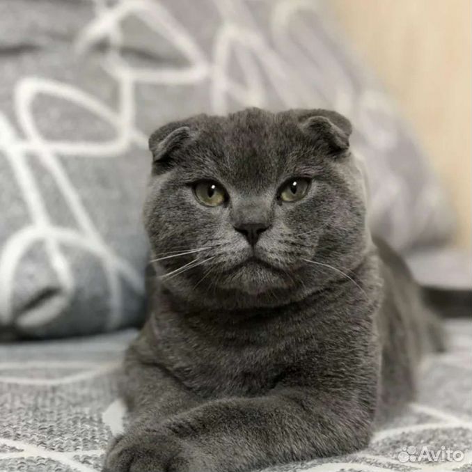 Шотландец вислоухий отдам