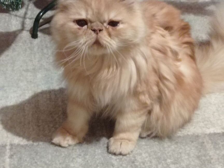 Персидский кот