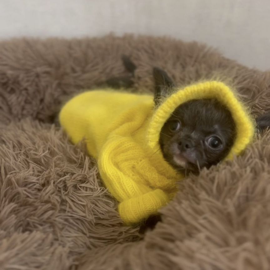 Маленький сладусик ждёт свою семью