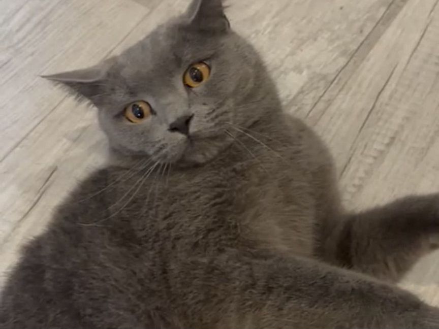Нужен дом британцу, хотят отдать в приют