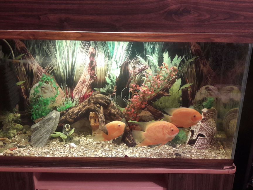 Аквариум