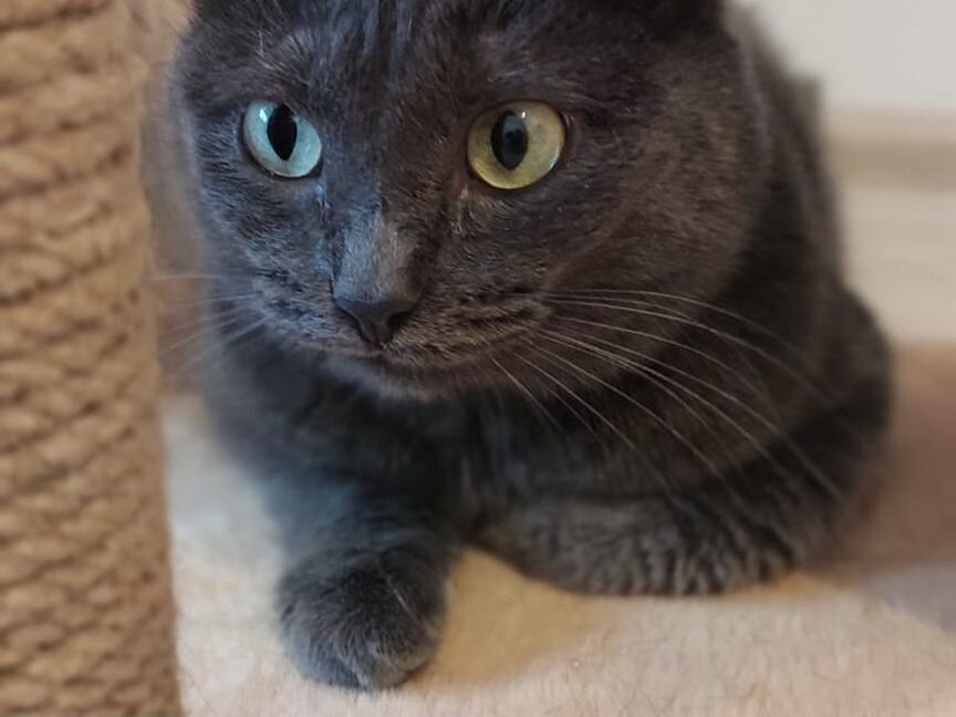 Умная кошечка-игрулька в добрые руки