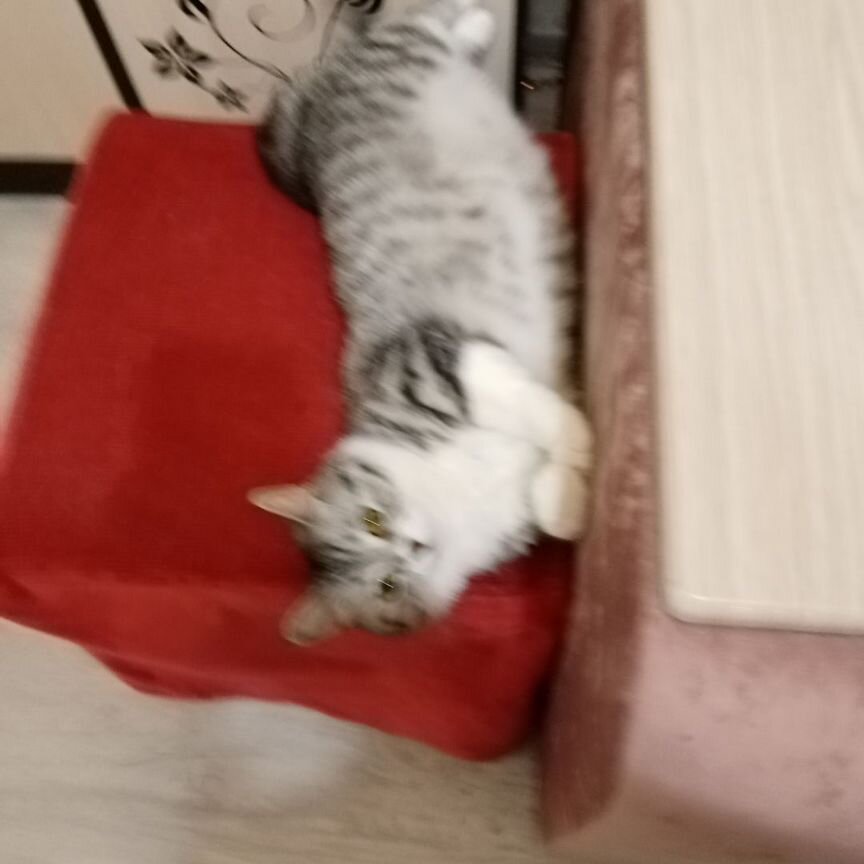Кошка, Ириска
