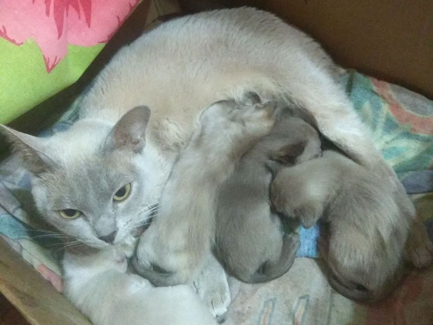 Котята европейской бурмы