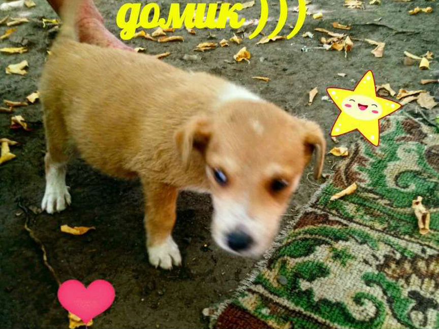 Щенок мальчик родился 2 августа