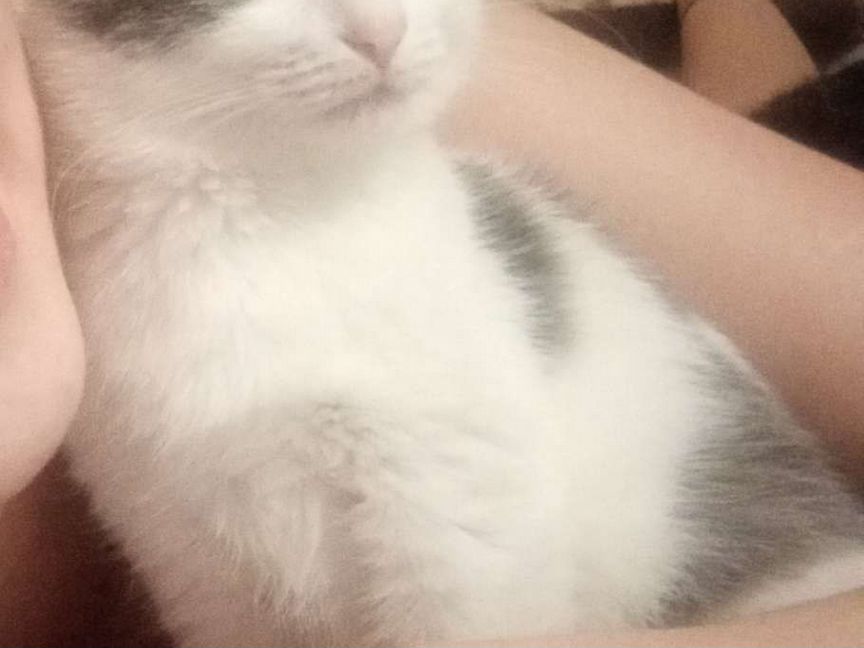 Шотландская вислоухая