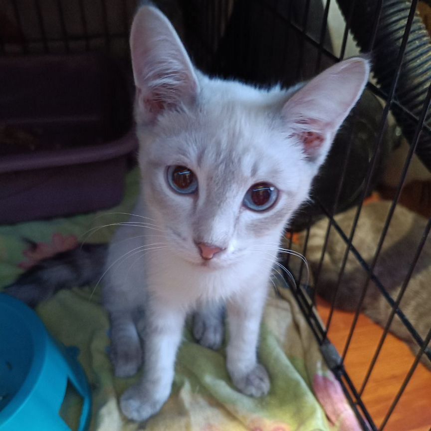 Котёнок от частного владельца