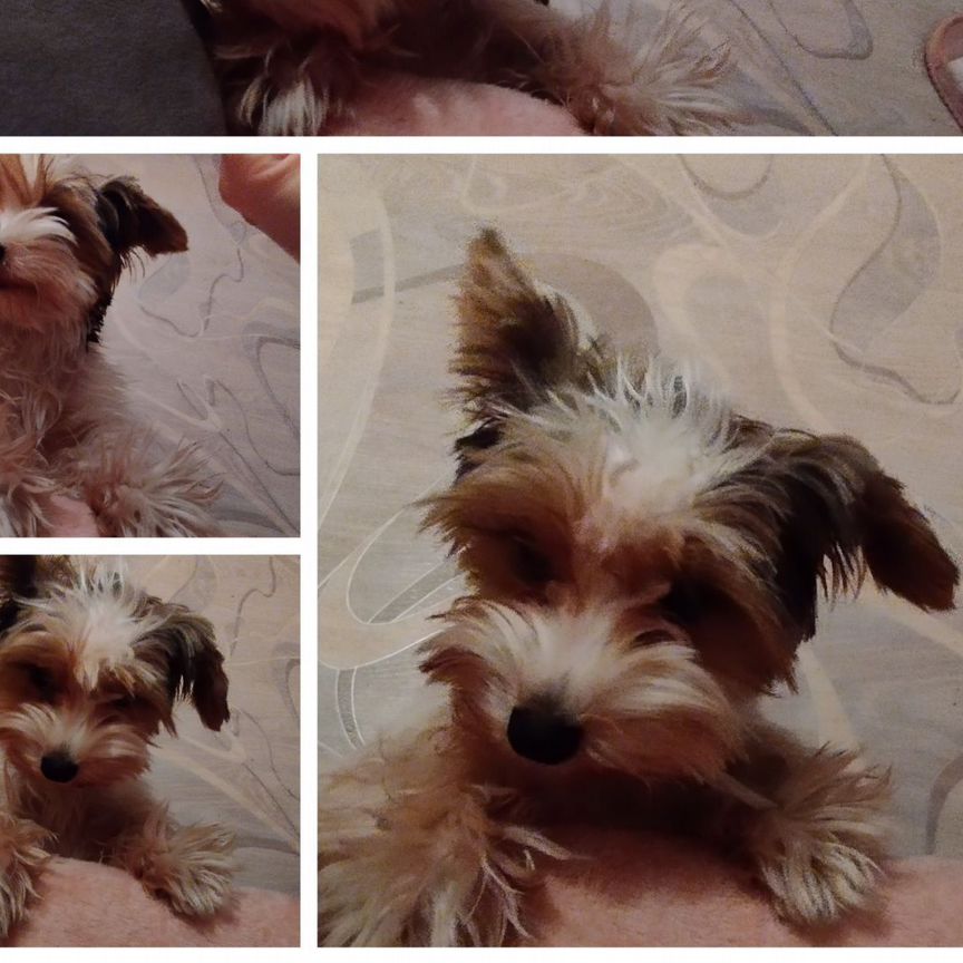 Бивер-йоркширский терьер, щенок