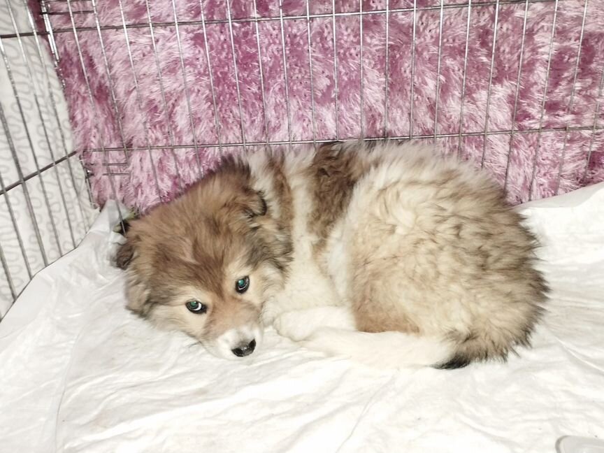 Щенок в добрые руки