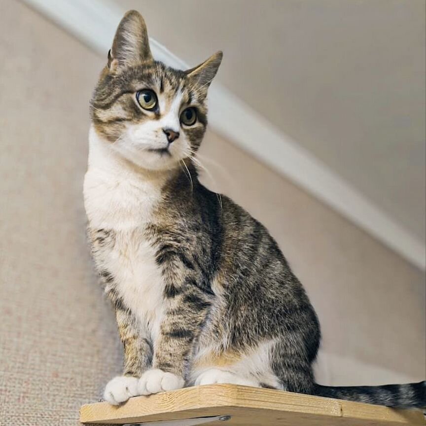 Котик Лёлик