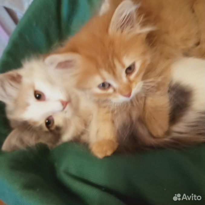 Рыжие и трехцветные котята.Девочки
