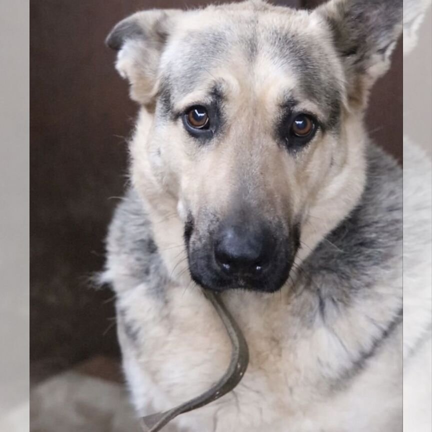 Восточно европейская овчарка в добрые руки